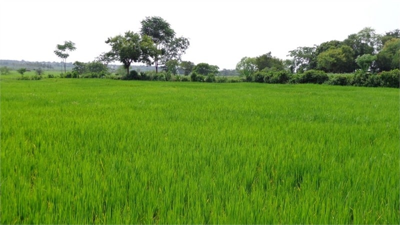 Guidance Published To Protect Versatile Agricultural Land : Wilson Browne Guidance Published To Protect Versatile Agricultural Land : Wilson Browne